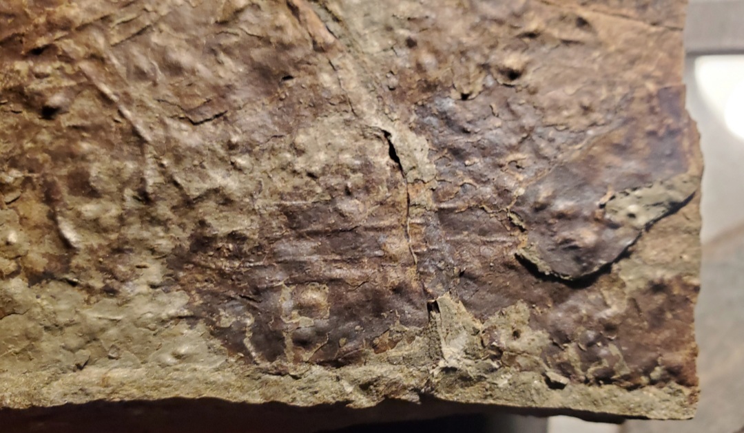 Triassic Wing Ribs or Sedimentary Trace? - Fossil ID - The Fossil Forum