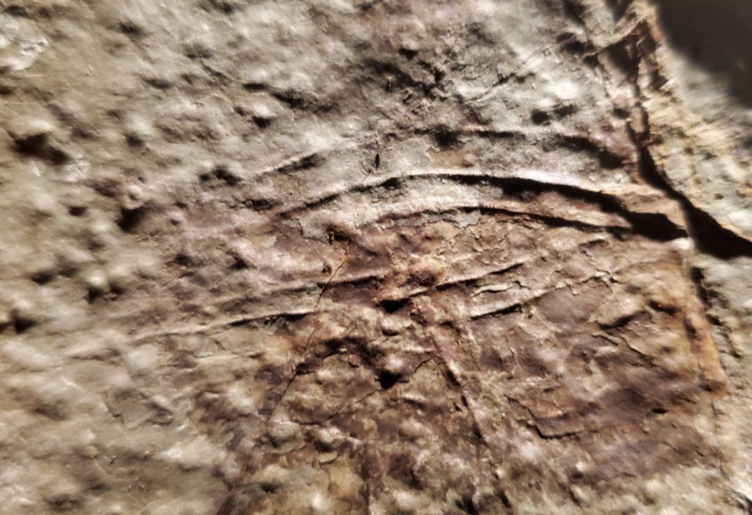 Triassic Wing Ribs or Sedimentary Trace? - Fossil ID - The Fossil Forum