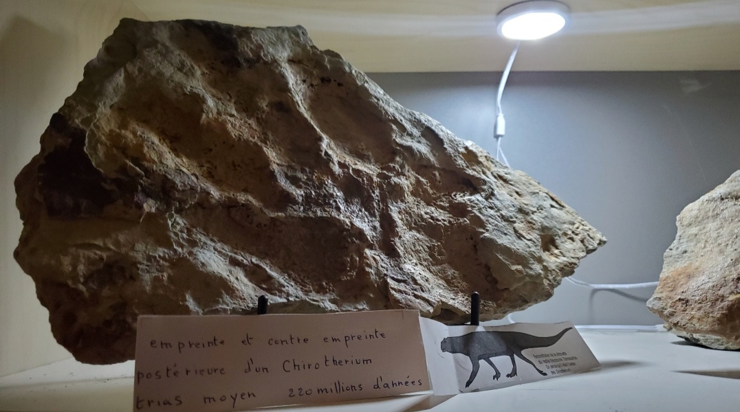 Show Us Your Model Meets Fossil Displays - Member Collections - The ...