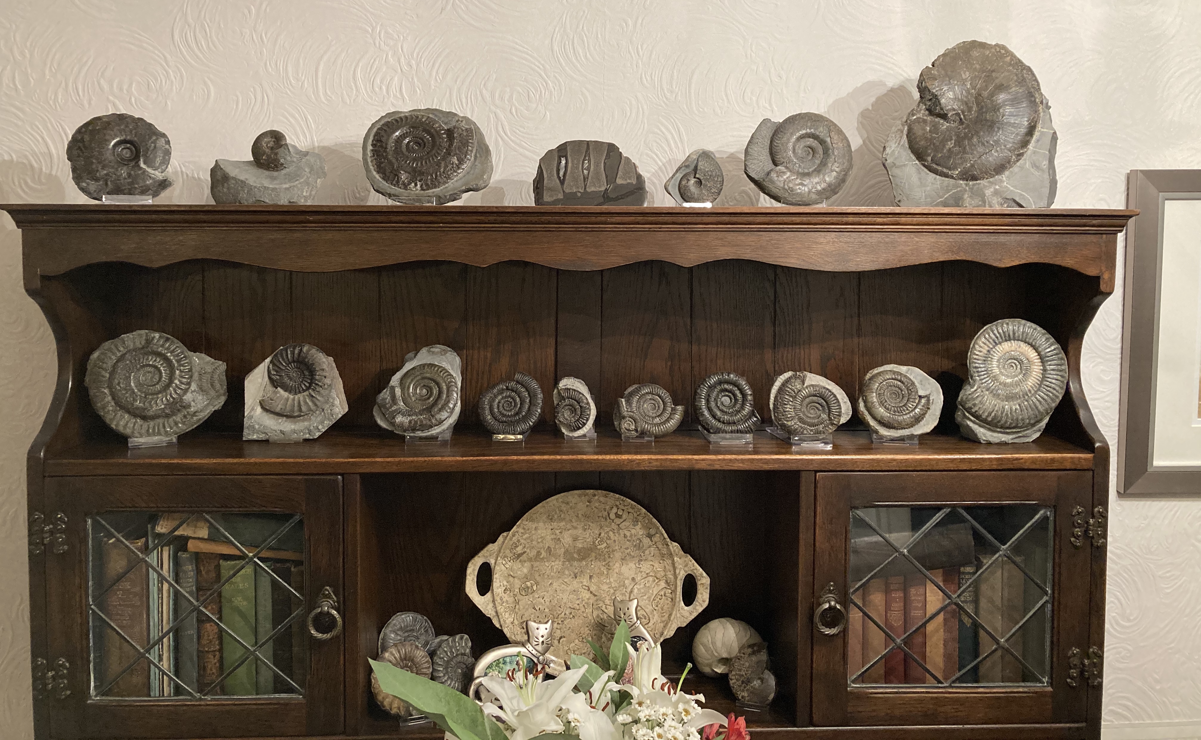 My Whitby Ammonite Collection - Member Collections - The Fossil Forum