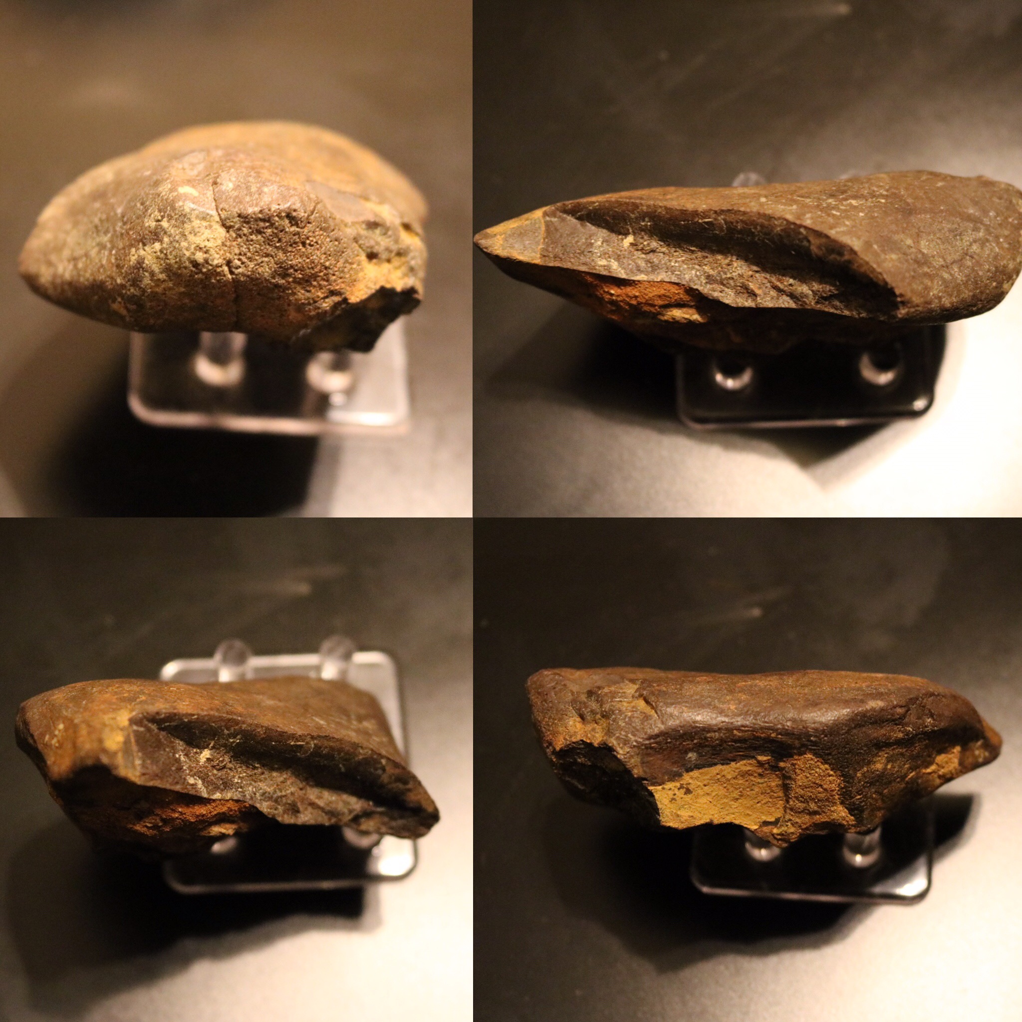 What body parts is this? - Fossil ID - The Fossil Forum