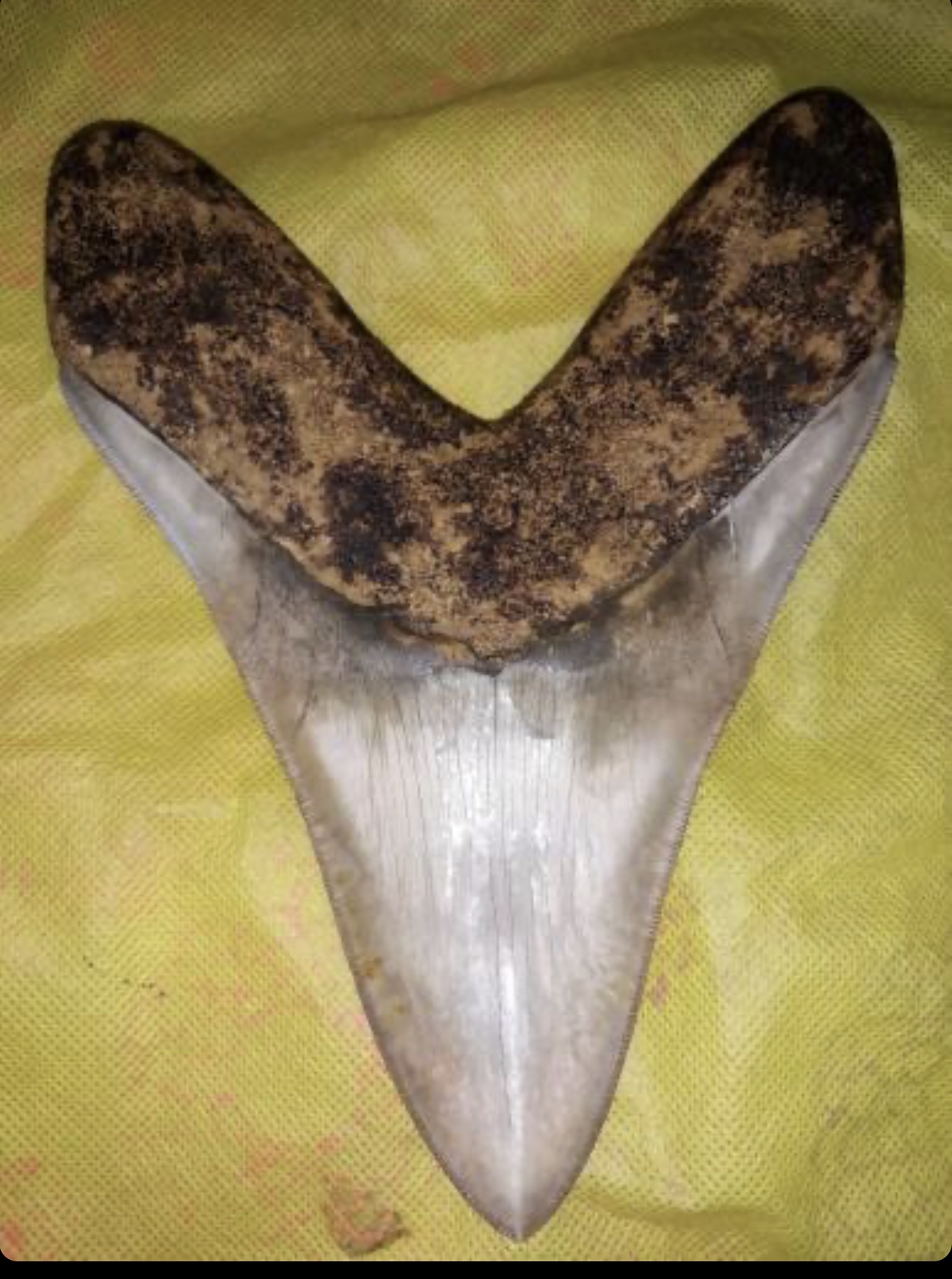 Restored meg - Is It Real? How to Recognize Fossil Fabrications - The ...