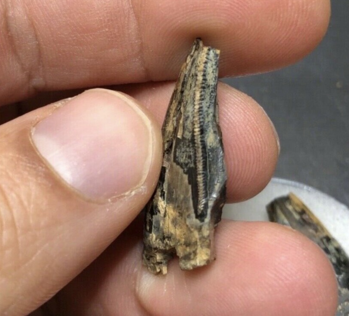 T.Rex tooth? - Fossil ID - The Fossil Forum
