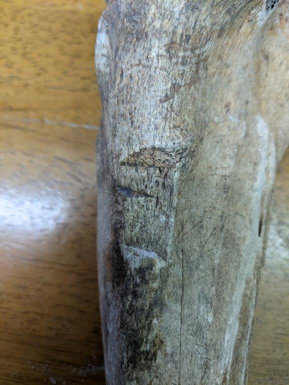 Horse Tibia or Other? Cut Marks - Fossil ID - The Fossil Forum