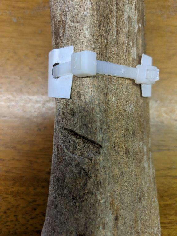 Horse Tibia or Other? Cut Marks - Fossil ID - The Fossil Forum