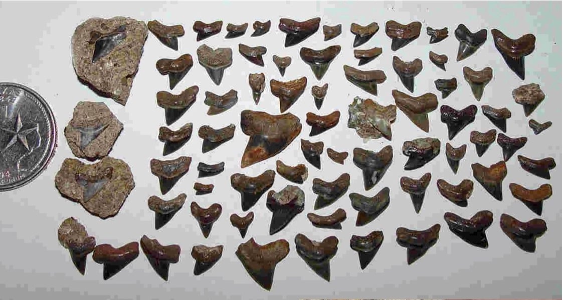 Cretaceous shark teeth IDs #2 (Squalicorax) - Fossil ID - The Fossil Forum