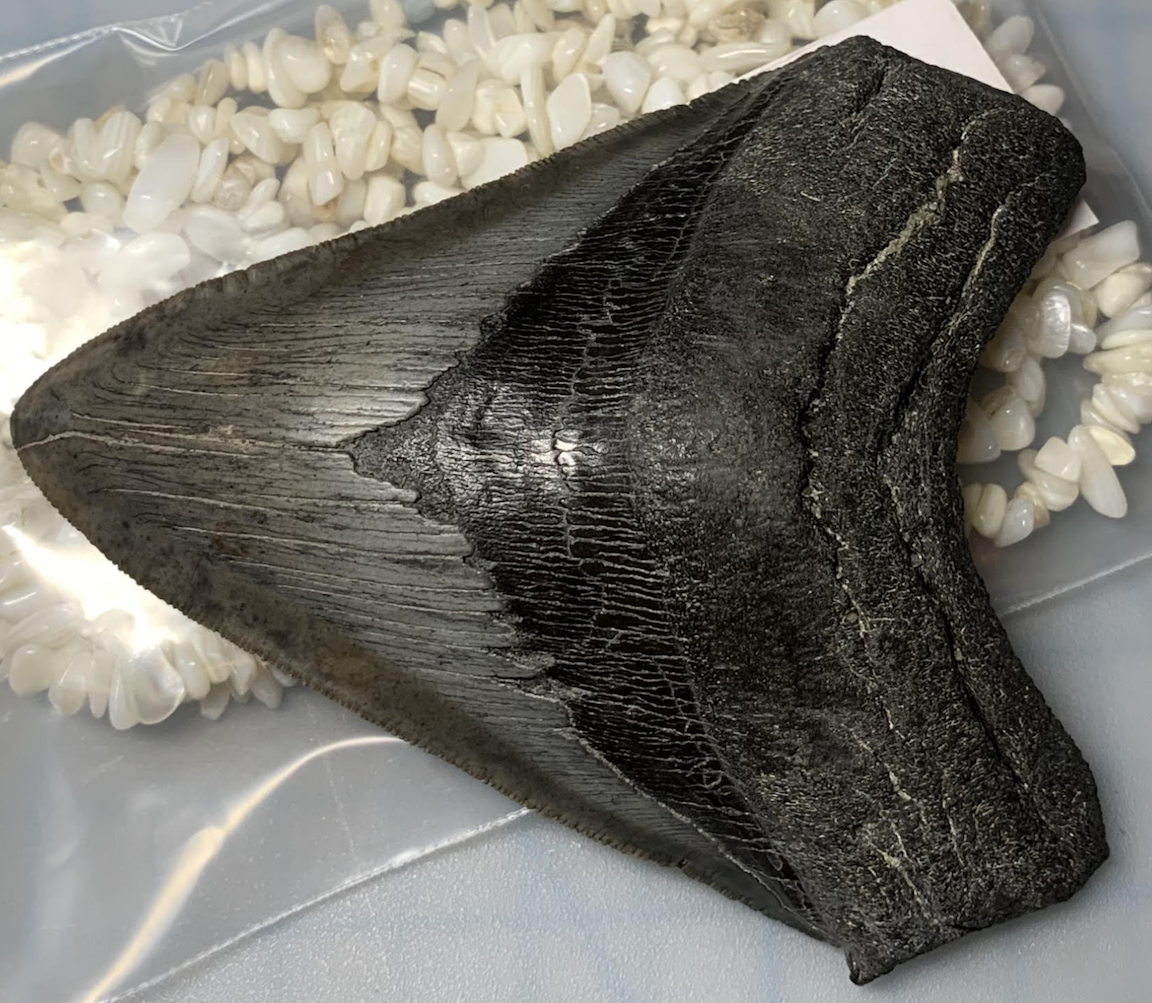 How to Identify restoration of Meg teeth - Is It Real? How to Recognize ...