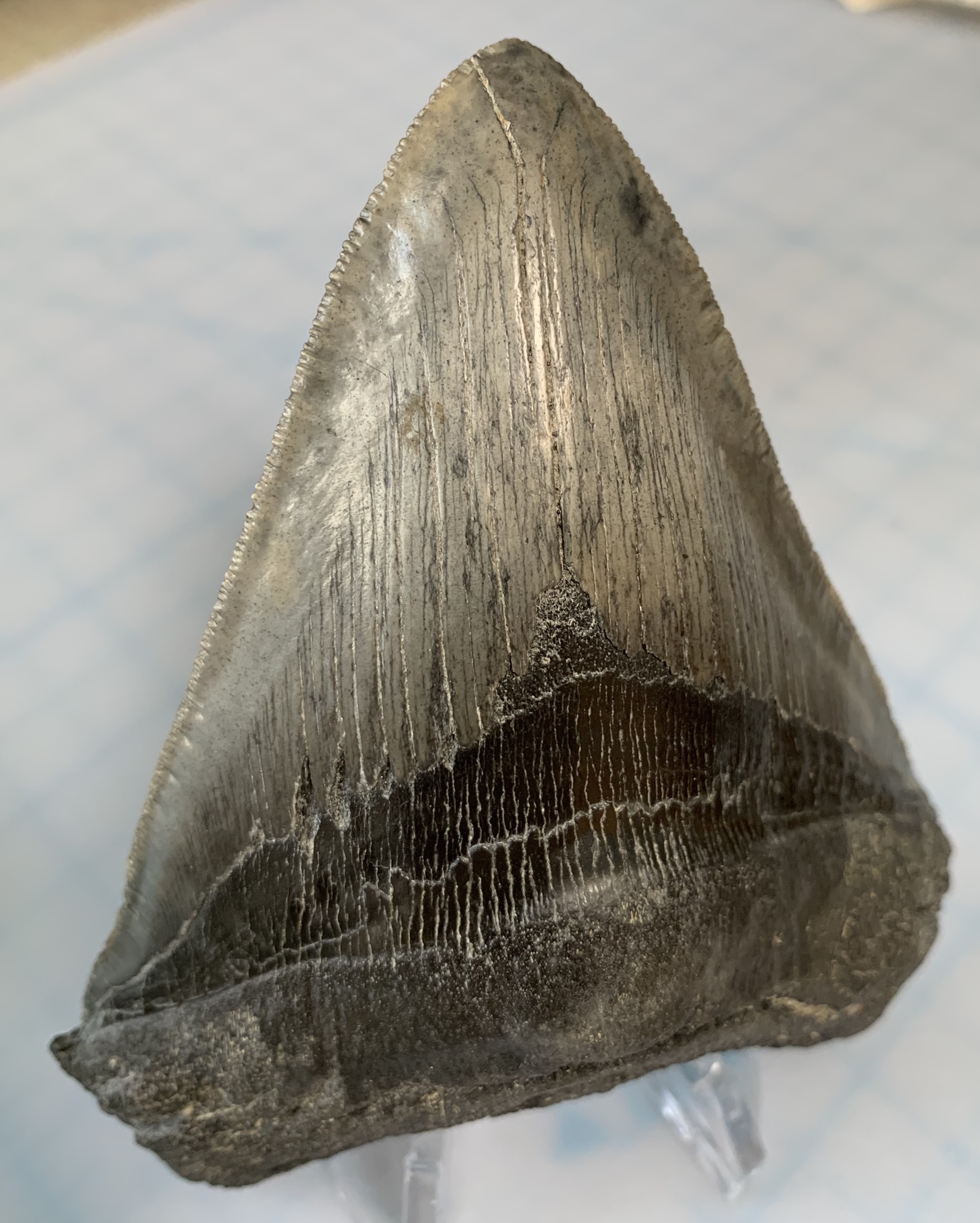 How to Identify restoration of Meg teeth - Is It Real? How to Recognize ...