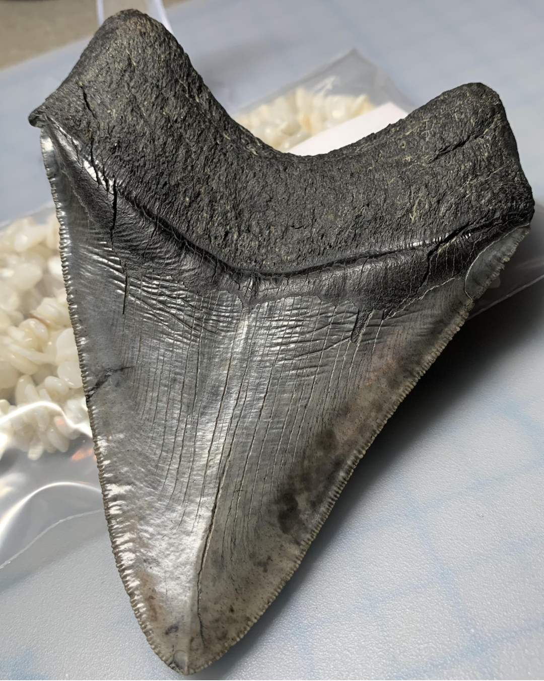 How to Identify restoration of Meg teeth - Is It Real? How to Recognize ...