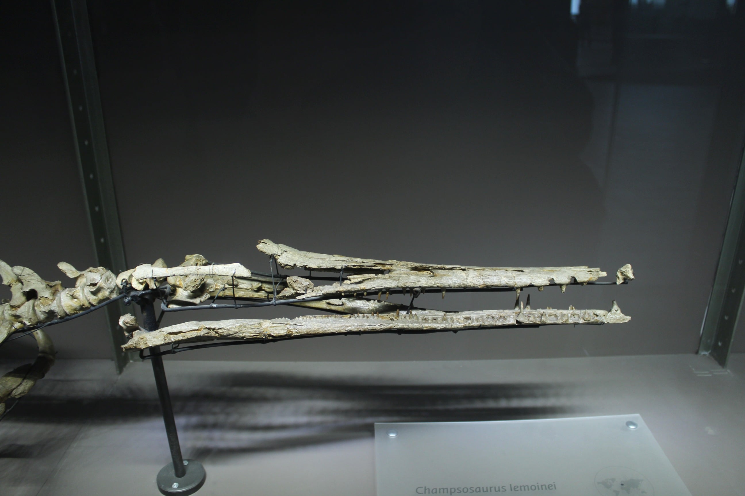 Small jaw section dinosaur park formation - Fossil ID - The Fossil Forum