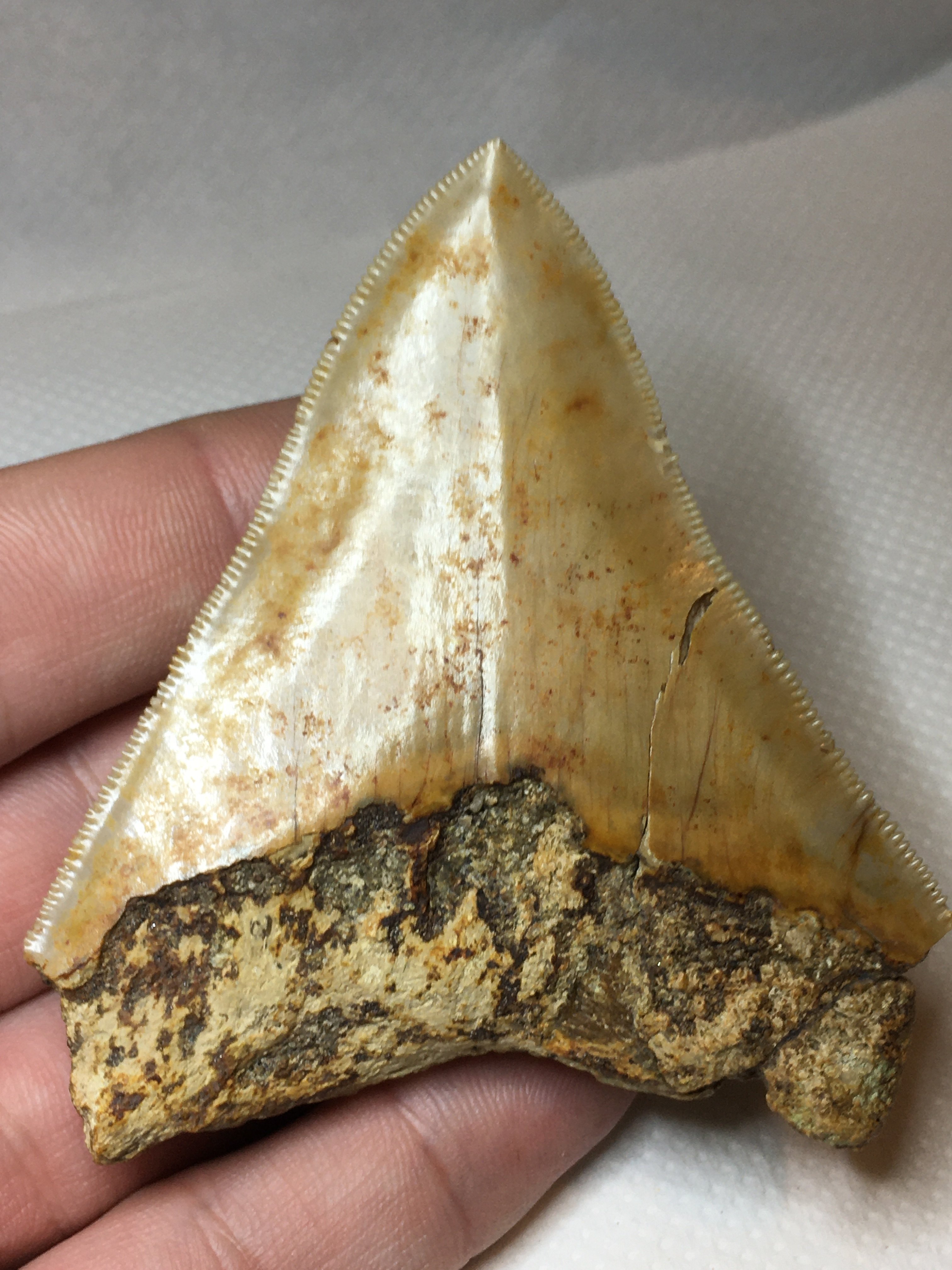 Restored meg - Is It Real? How to Recognize Fossil Fabrications - The ...