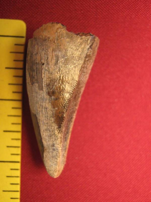 Lance formation tooth question - Fossil ID - The Fossil Forum