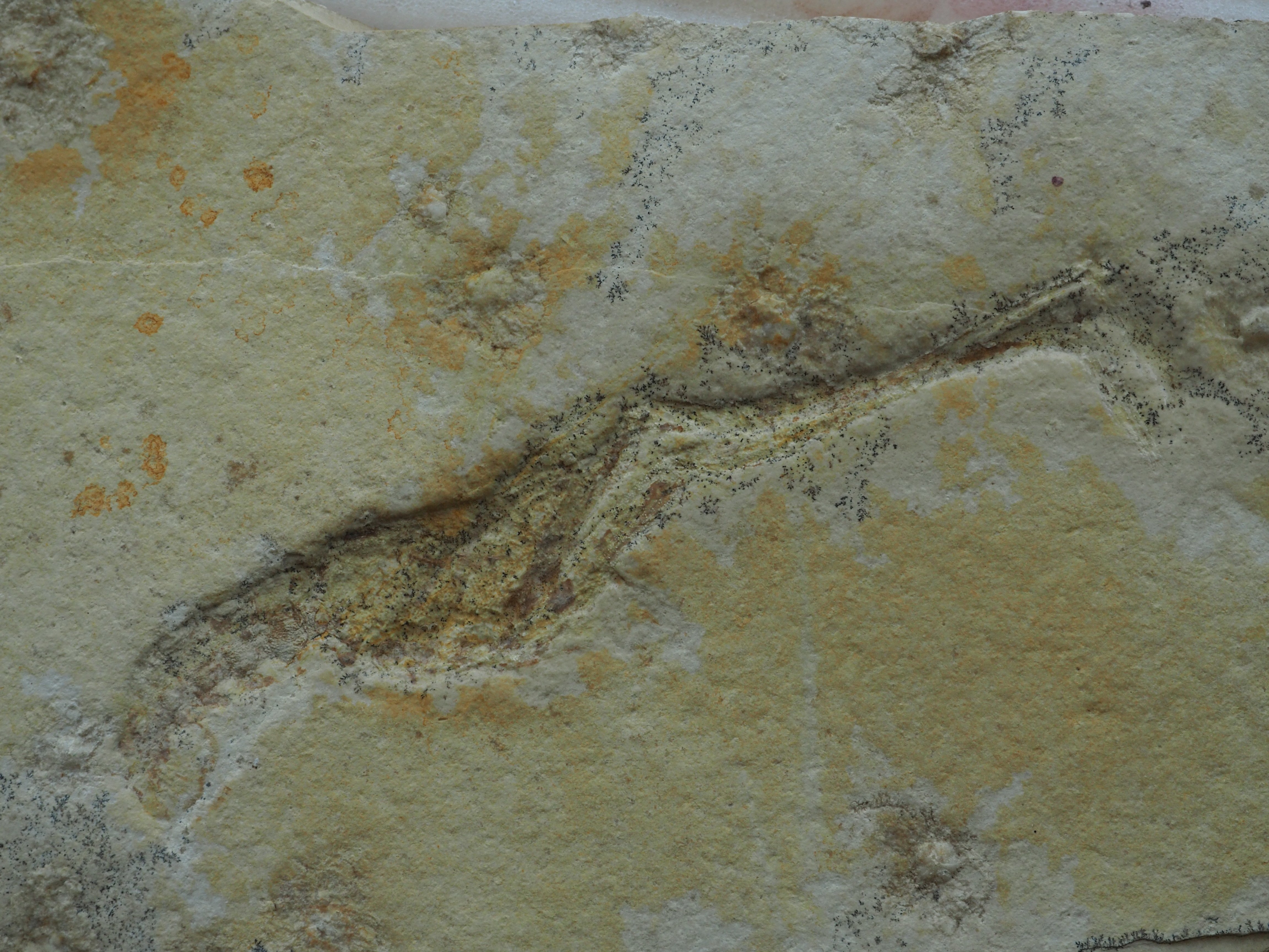 Mecochirus longimanatus Schlotheim 1822 - Crustaceans - The Fossil Forum