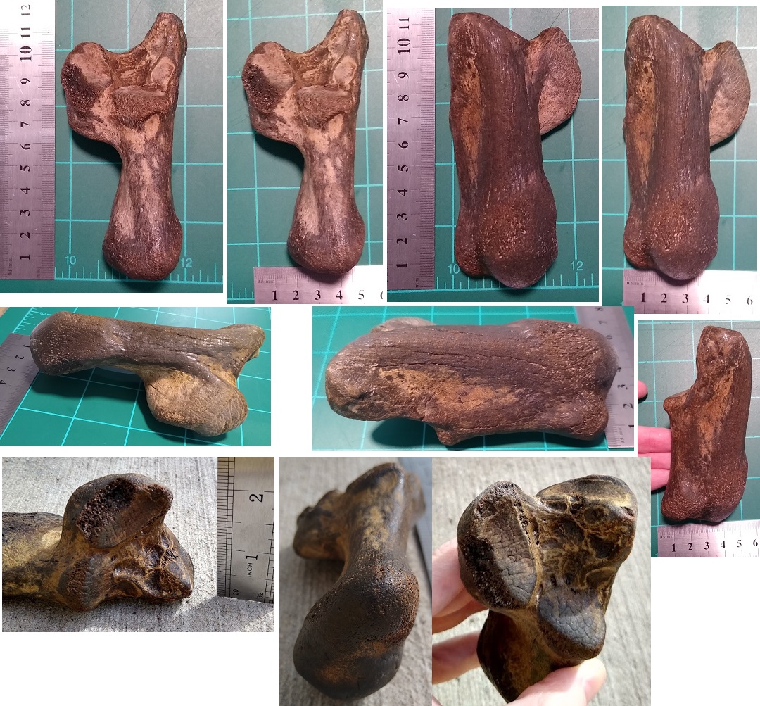 Help with Intact Bone ID - Fossil ID - The Fossil Forum
