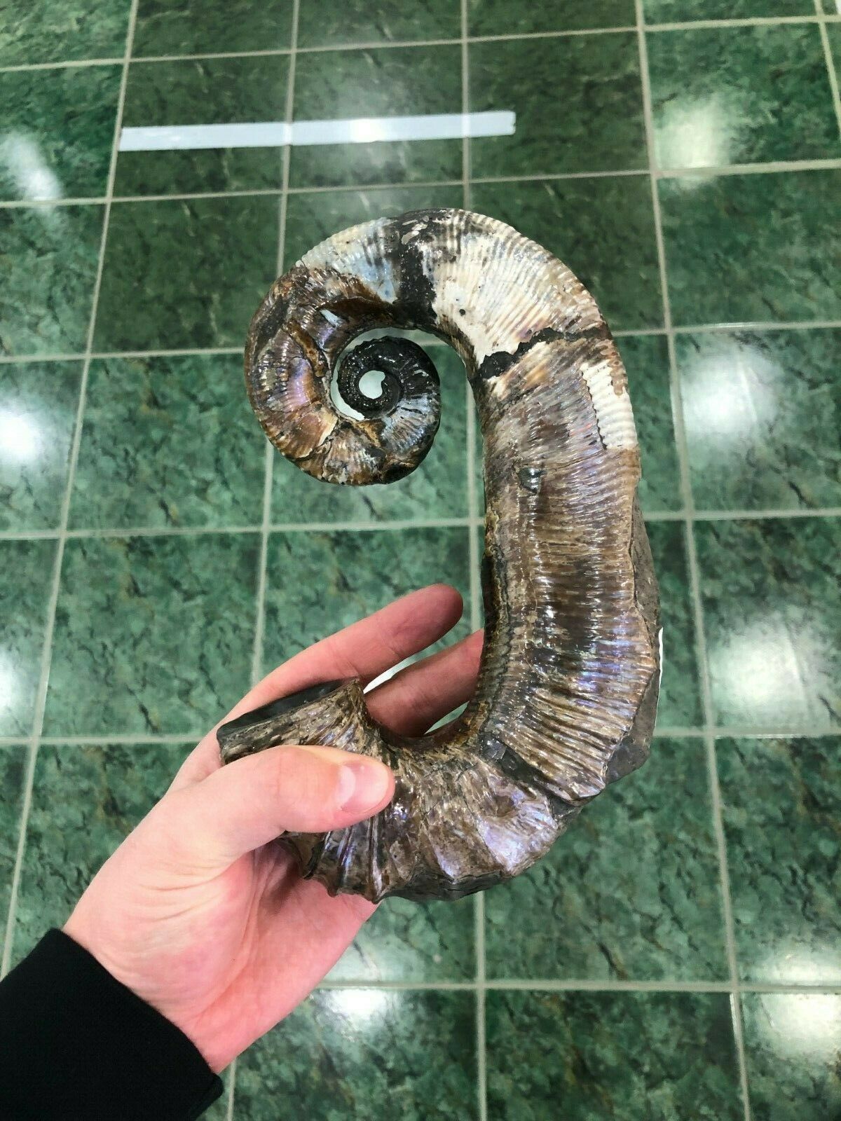 Russian Heteromorph Ammonite - Is It Real? How to Recognize Fossil ...