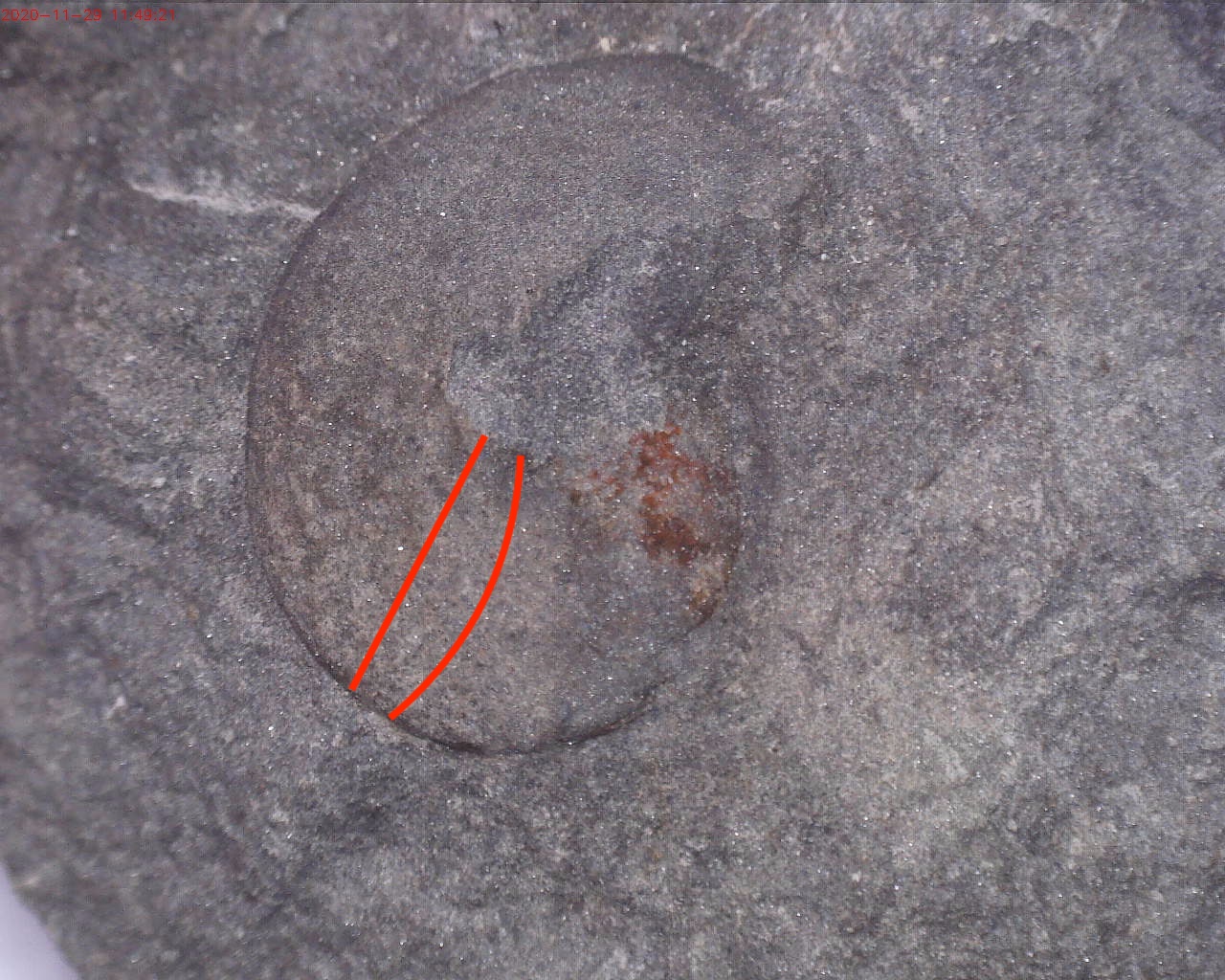 two strange fossils - Fossil ID - The Fossil Forum