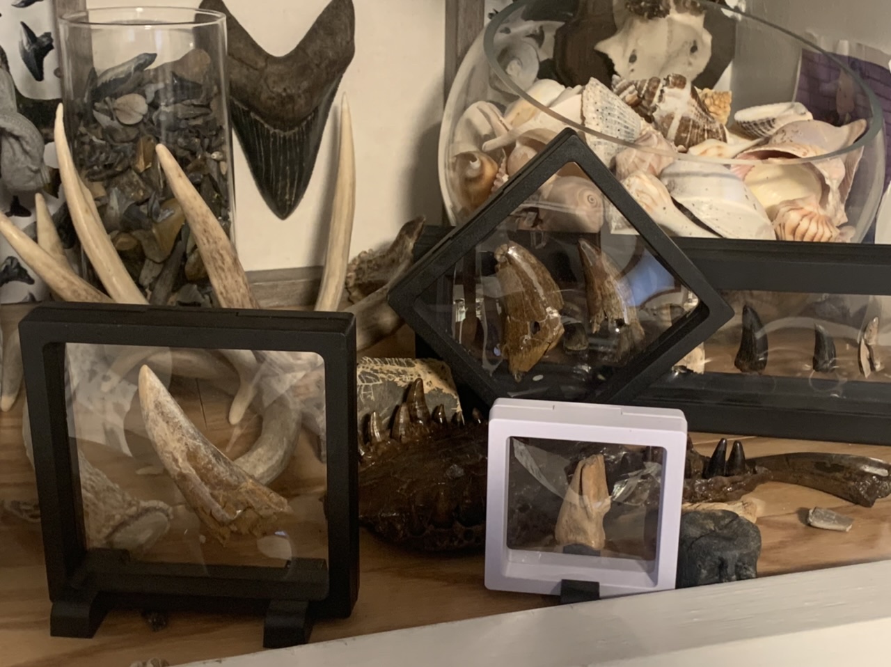Dino Display frame - Member Collections - The Fossil Forum