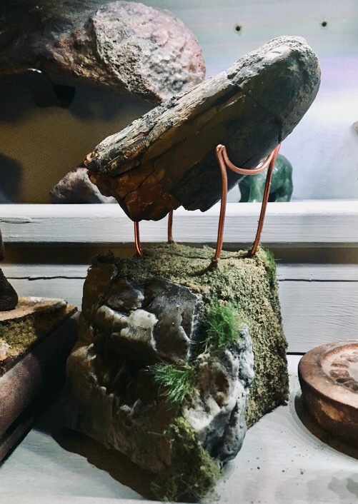 Show Us Your Model Meets Fossil Displays - Member Collections - The ...
