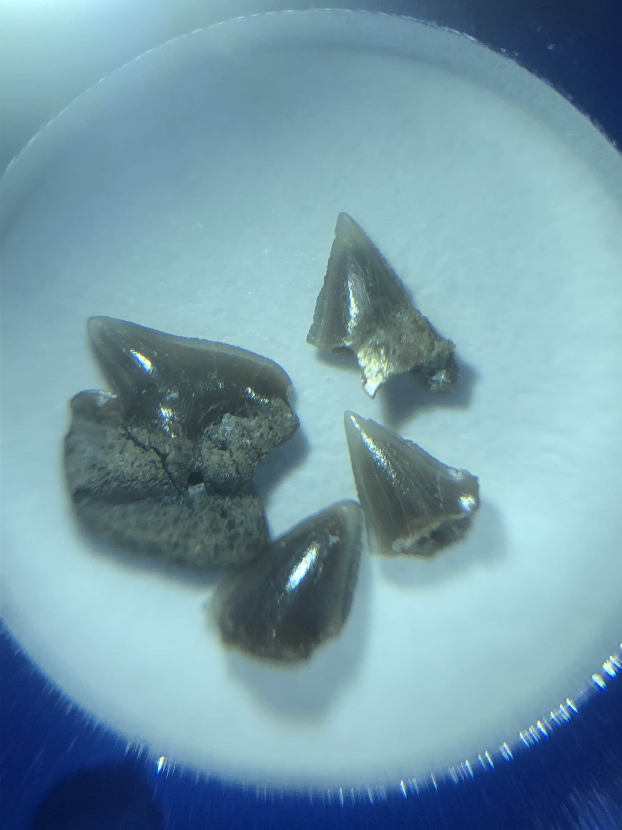 Some New Zealand teeth, please help! - Fossil ID - The Fossil Forum