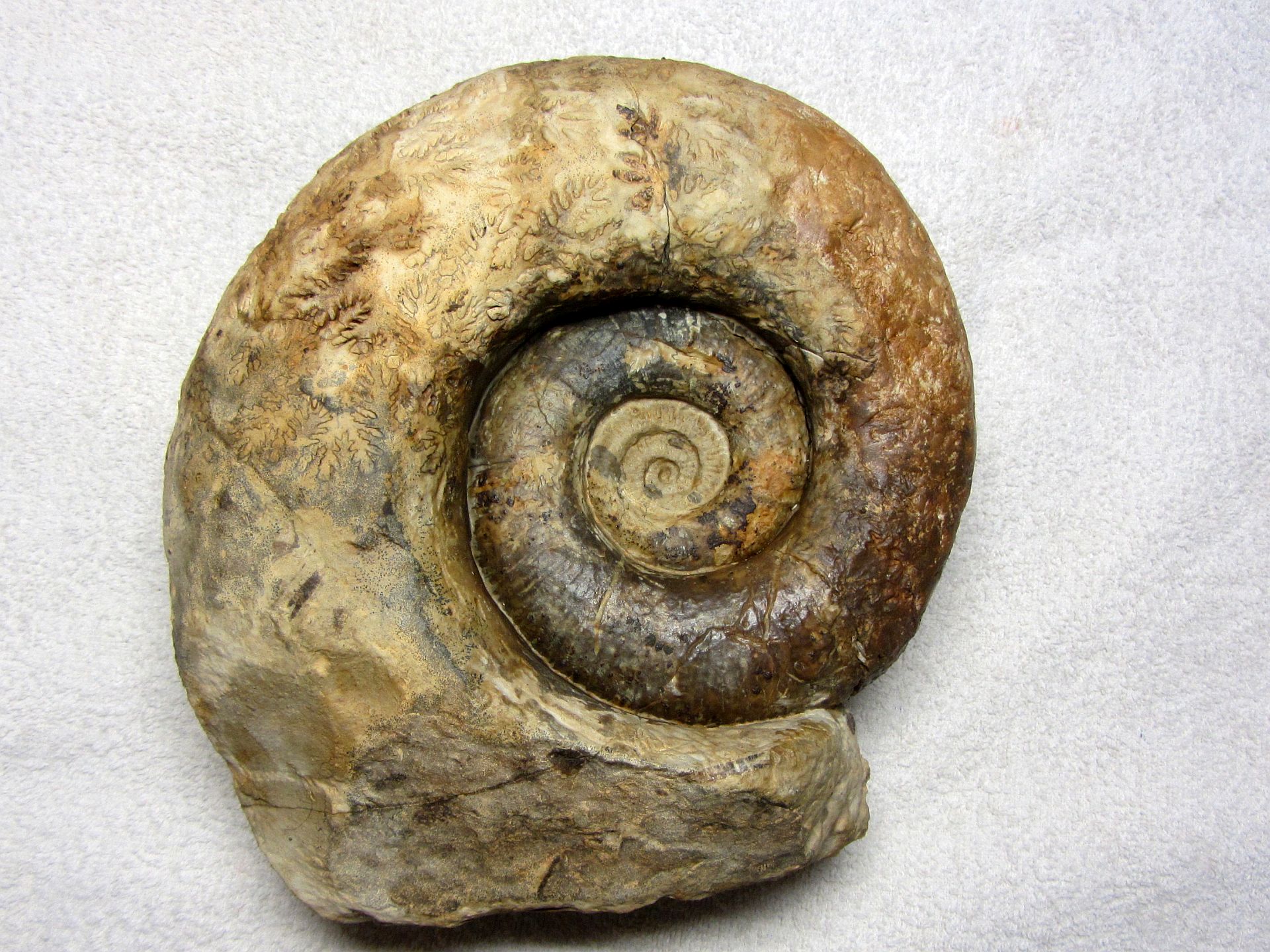 Another field find - Fossil Hunting Trips - The Fossil Forum