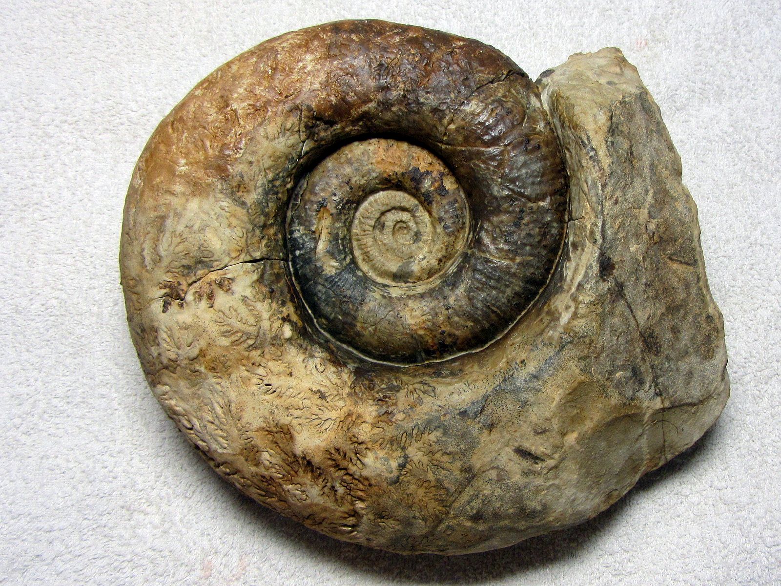 Another field find - Fossil Hunting Trips - The Fossil Forum