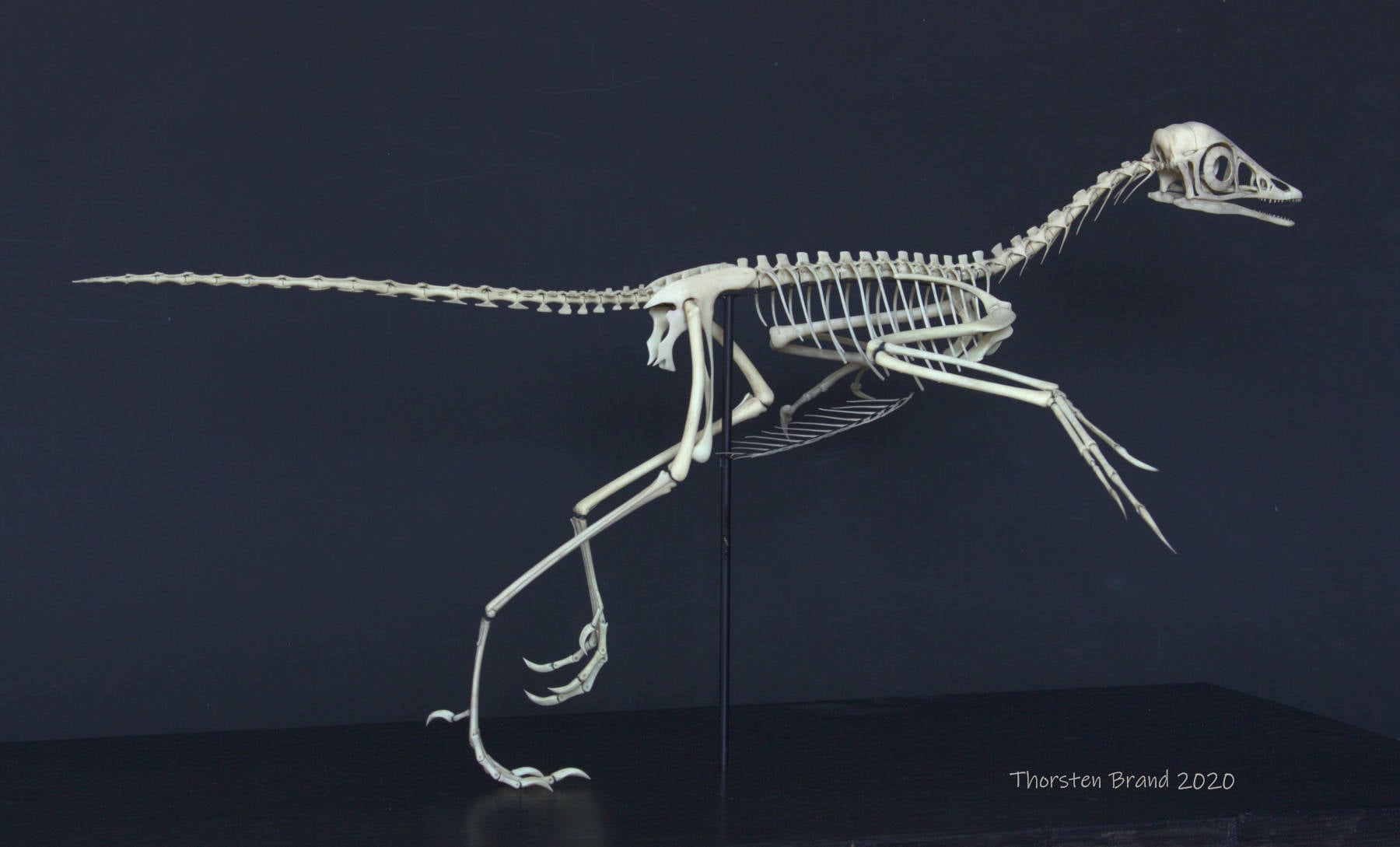 Archaeopteryx skeleton model - Paleo Re-creations - The Fossil Forum