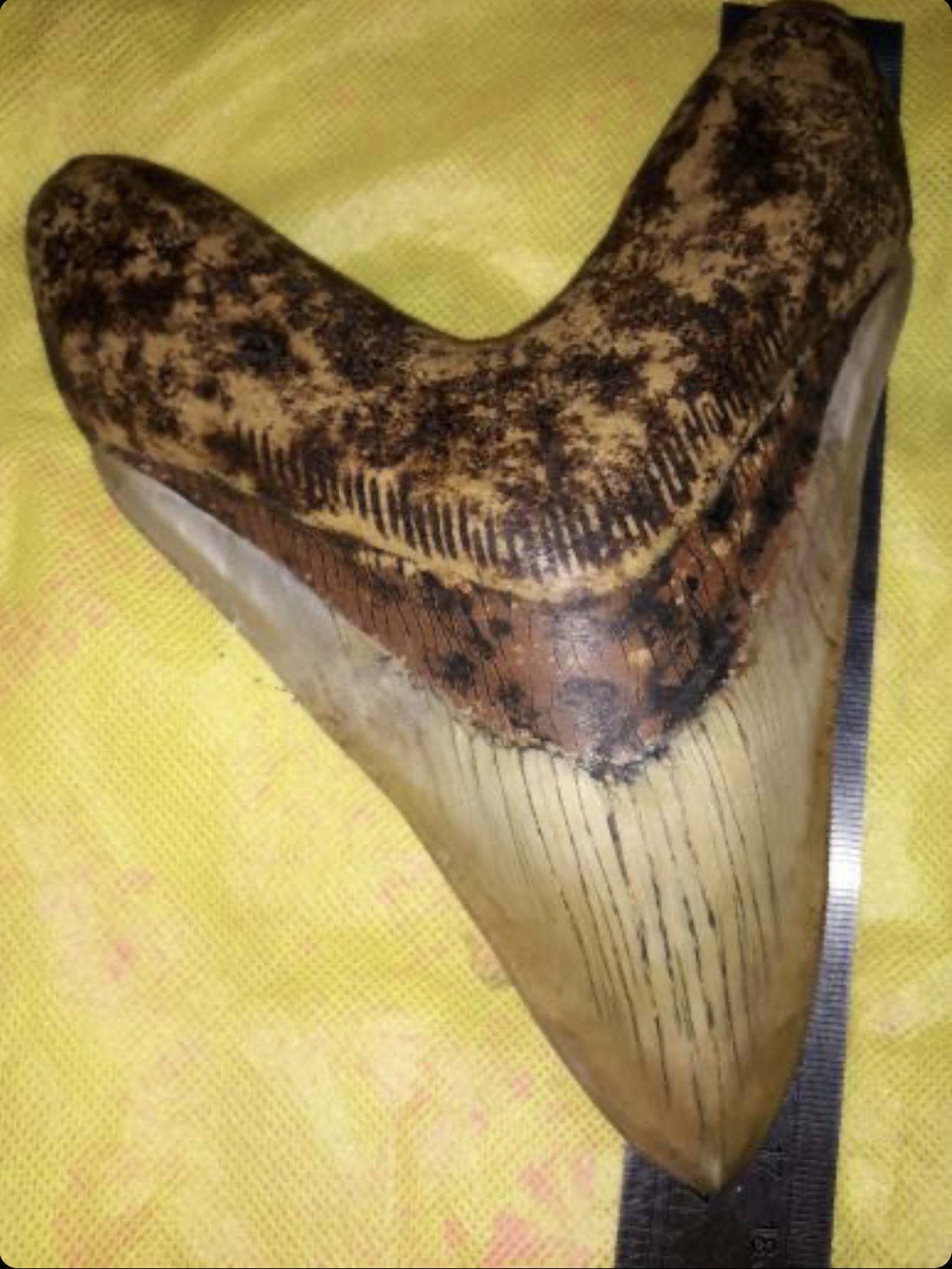 Restored meg - Is It Real? How to Recognize Fossil Fabrications - The ...