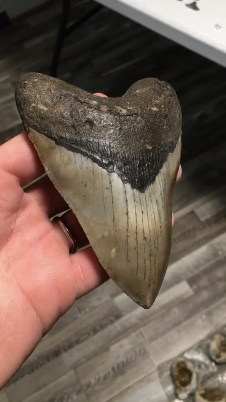 Is my megalodon tooth real or fake? - Is It Real? How to Recognize ...