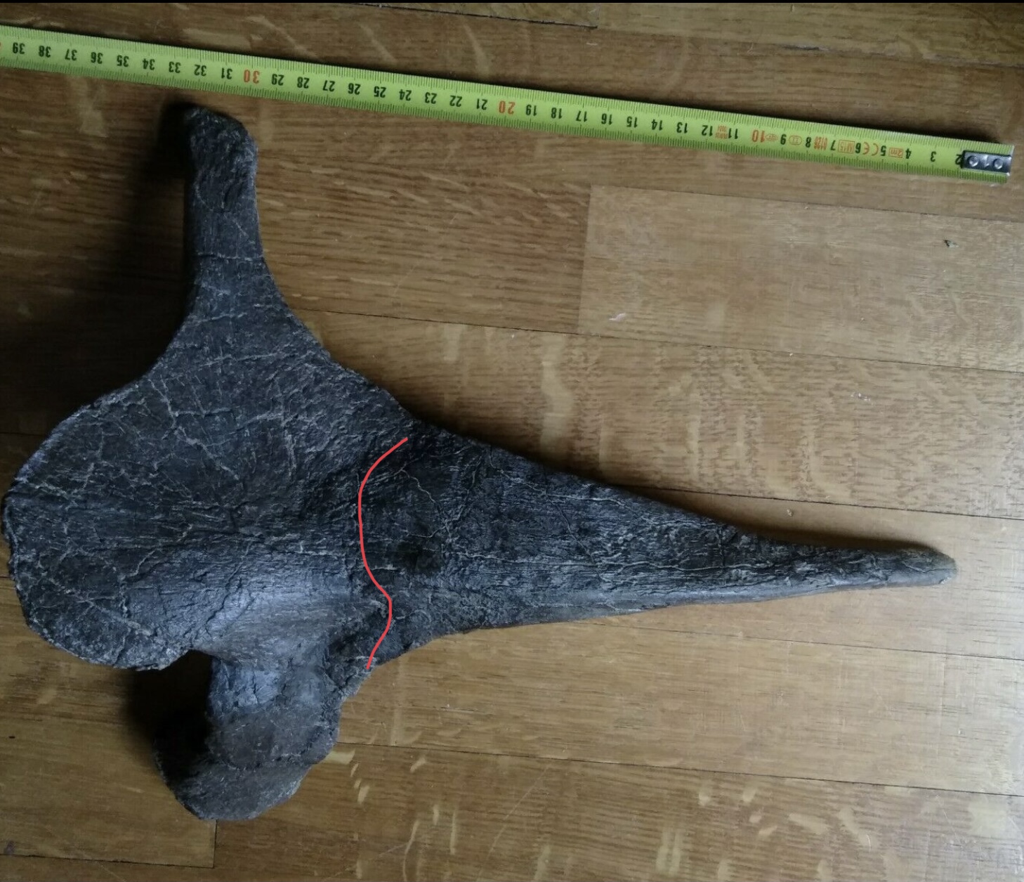 Diplodocus bone - Fossil ID - The Fossil Forum