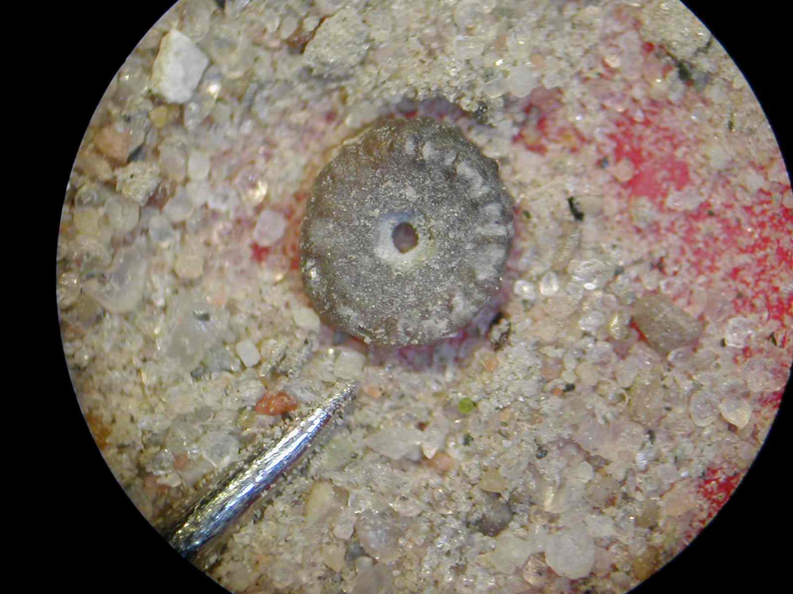 micro fossils - Micro-paleontology - The Fossil Forum