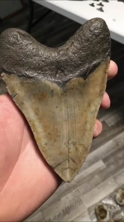 Is my megalodon tooth real or fake? - Is It Real? How to Recognize ...