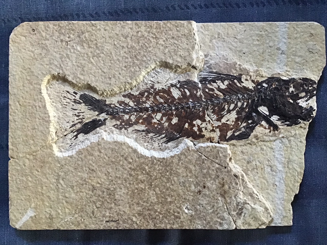 Fish fossils - Is It Real? How to Recognize Fossil Fabrications - The ...