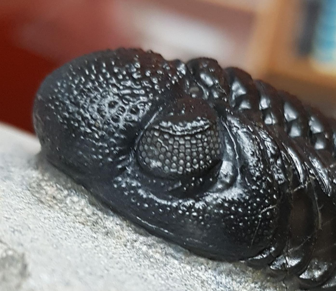Morocops ovatus or morocops granulops or what? - Fossil ID - The Fossil ...