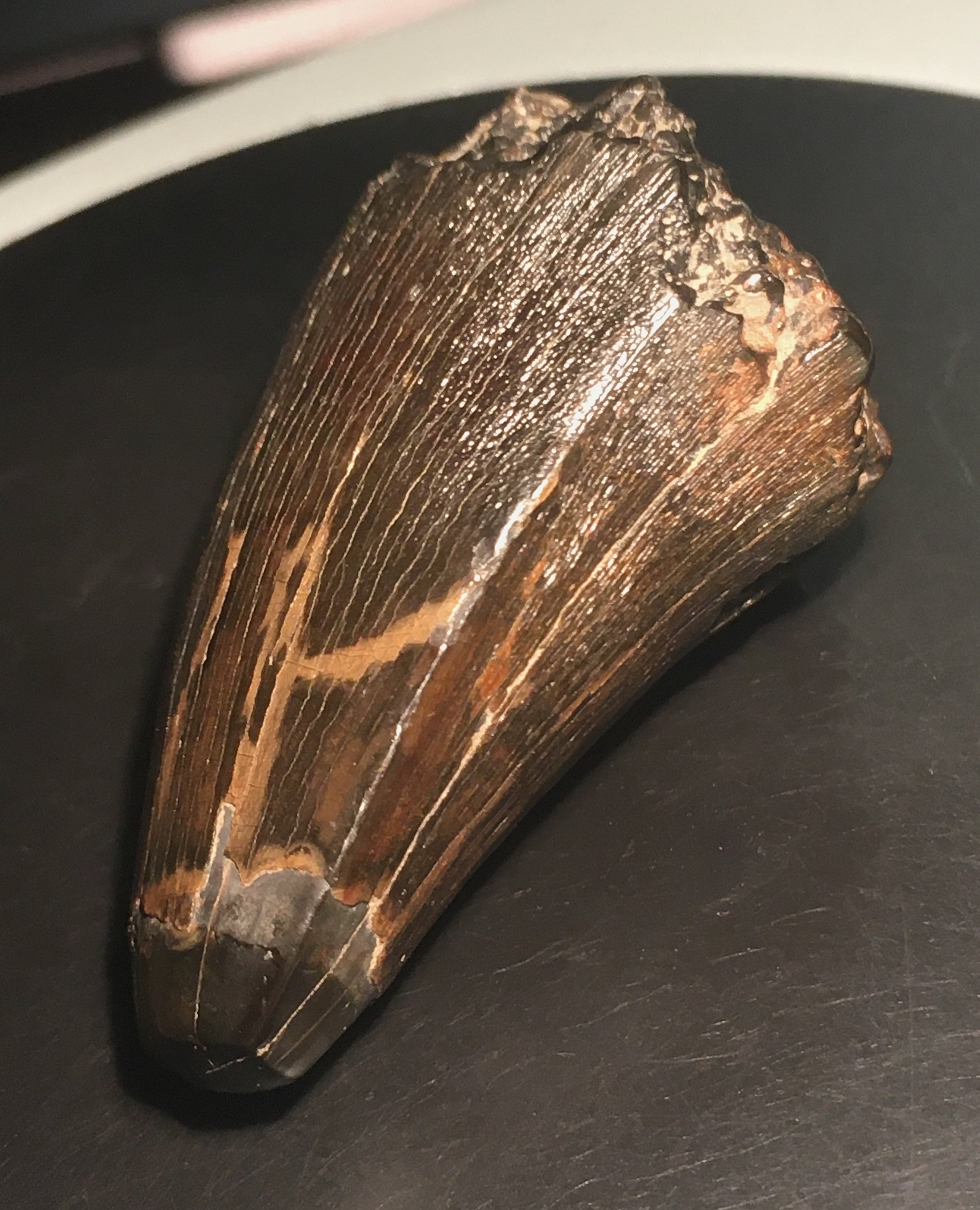 Tylosaurus Tooth - Amphibians & Reptiles - The Fossil Forum