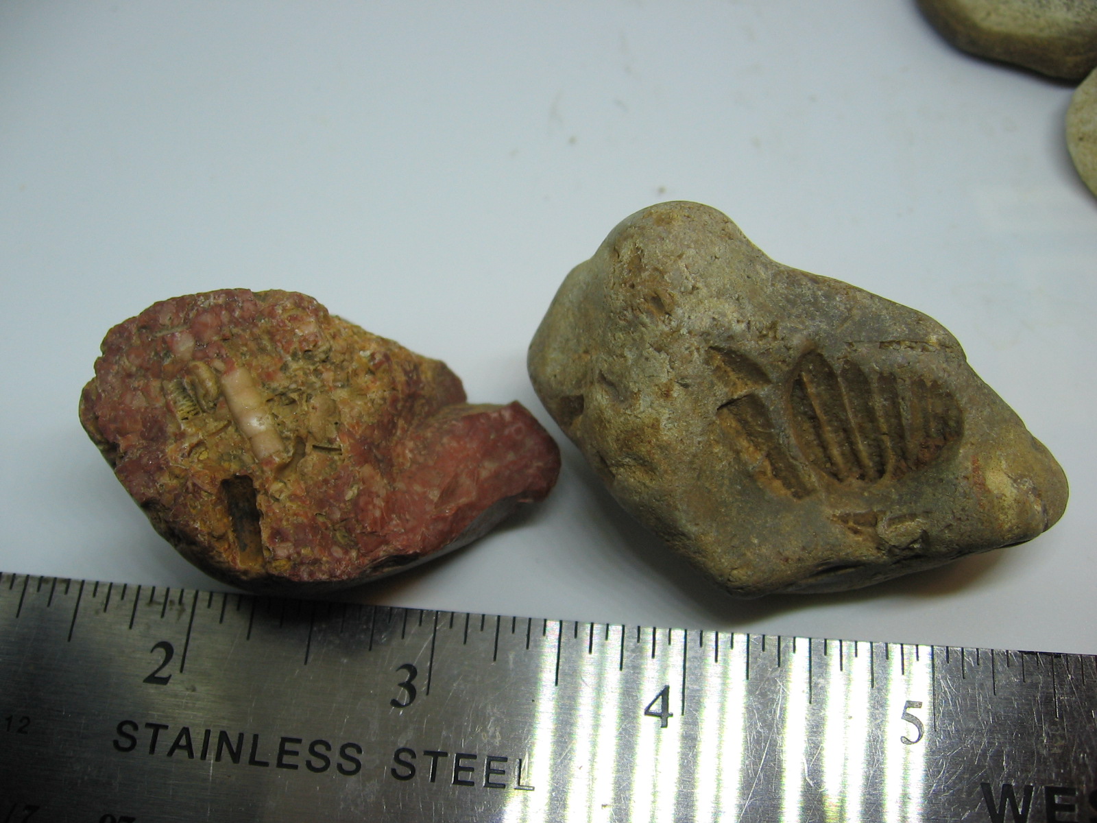 new rocks - Fossil ID - The Fossil Forum