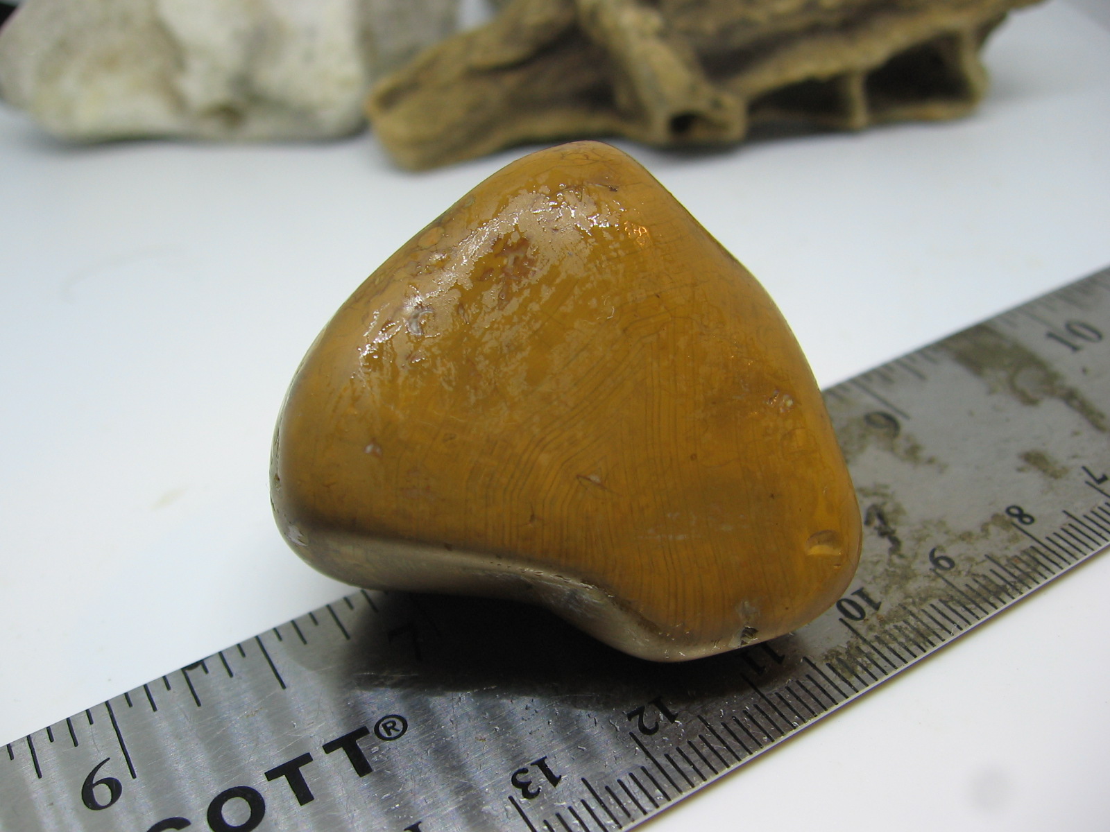 cool pattern - Fossil ID - The Fossil Forum