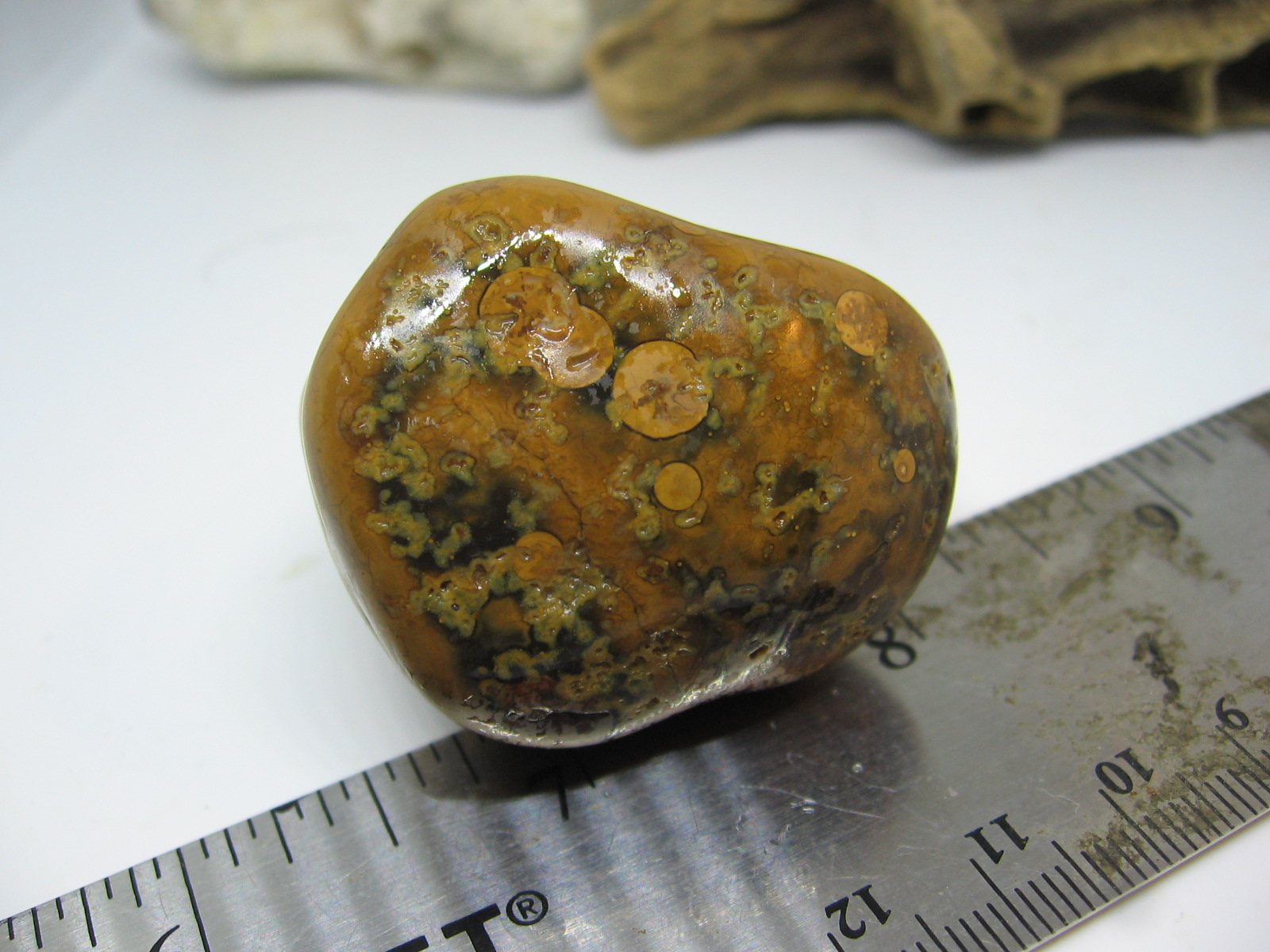 cool pattern - Fossil ID - The Fossil Forum