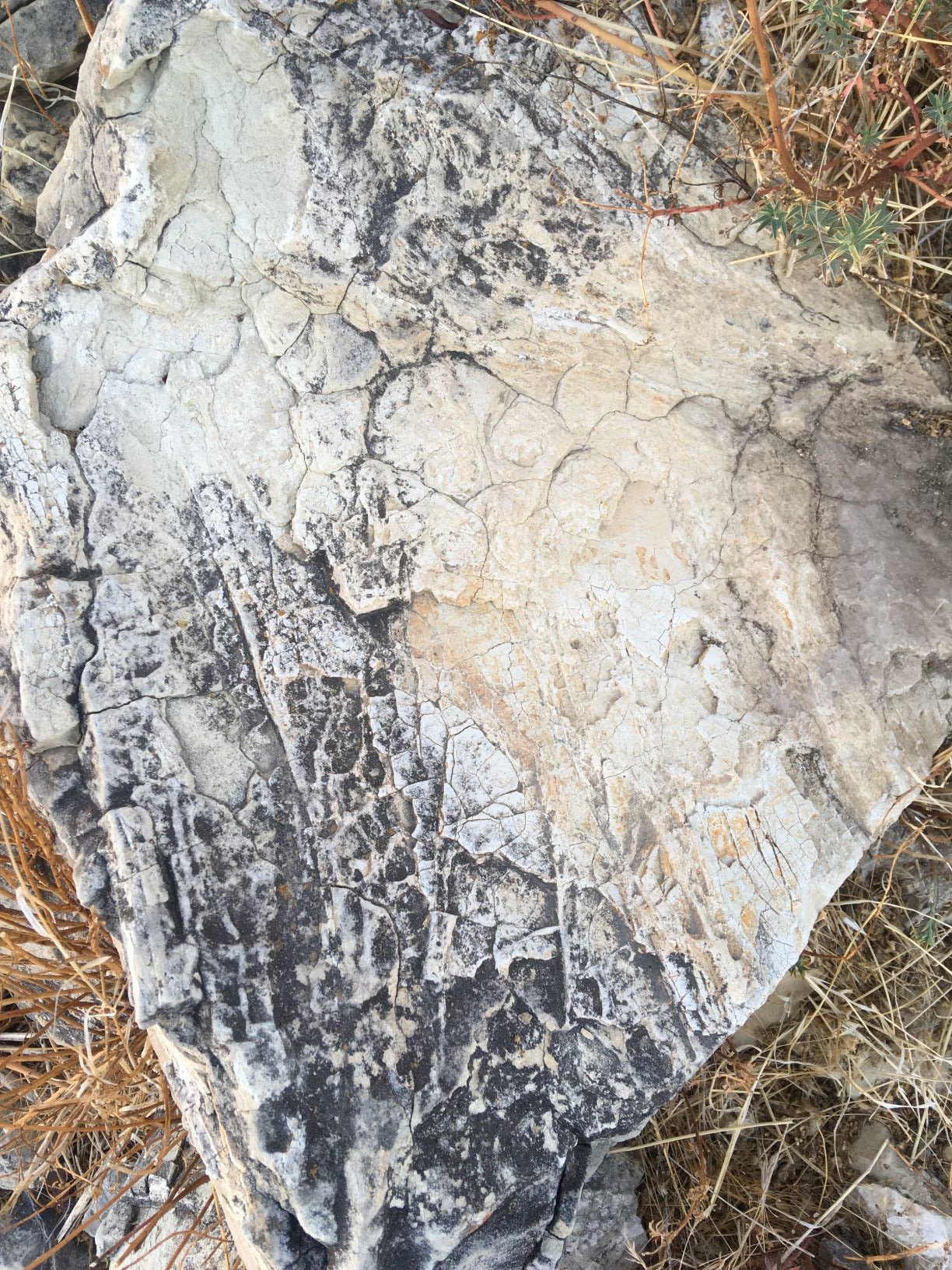 In the field - Fossil ID - The Fossil Forum