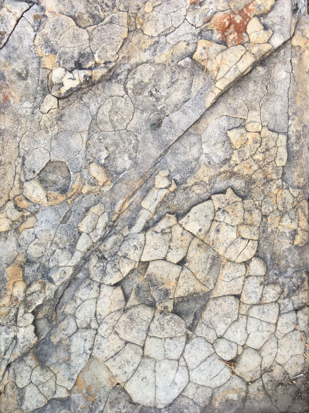 In the field - Fossil ID - The Fossil Forum
