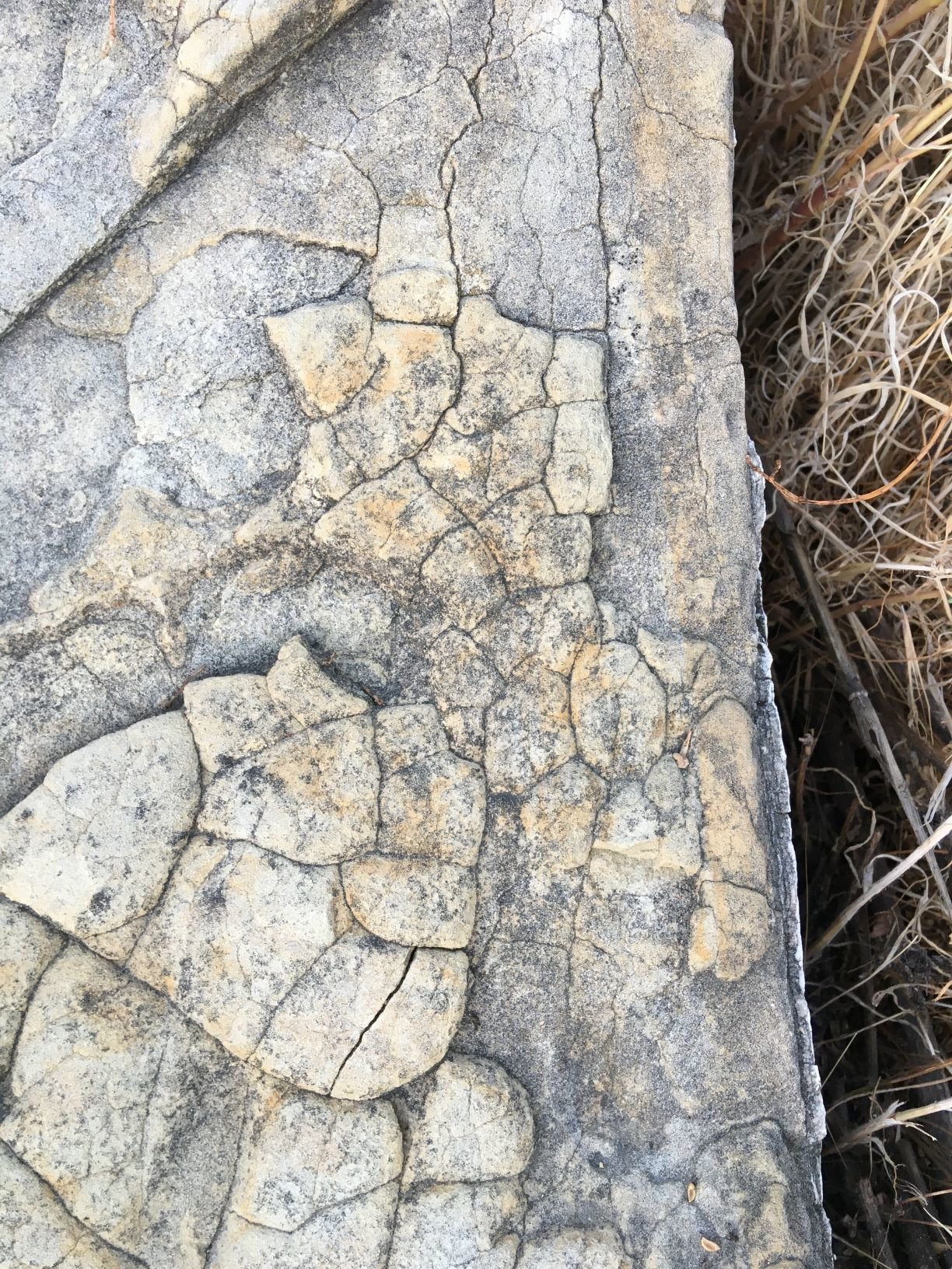 In the field - Fossil ID - The Fossil Forum