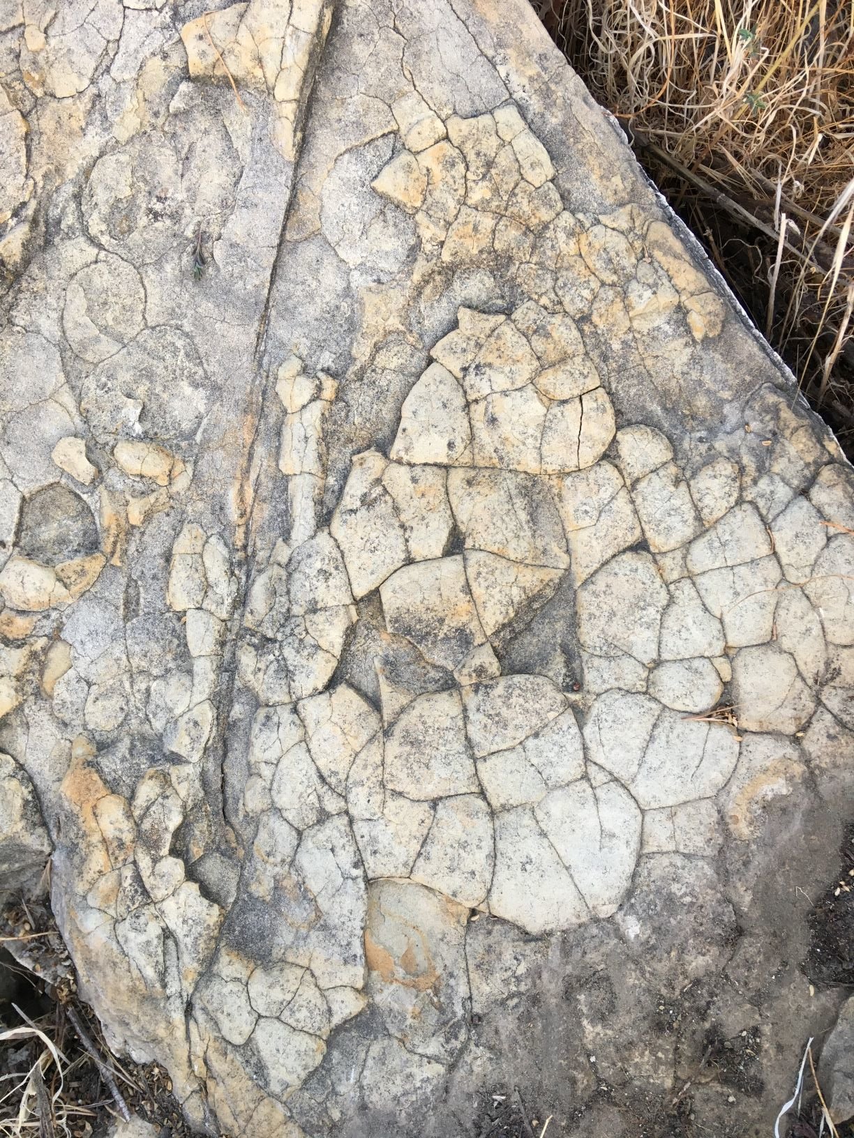 In the field - Fossil ID - The Fossil Forum