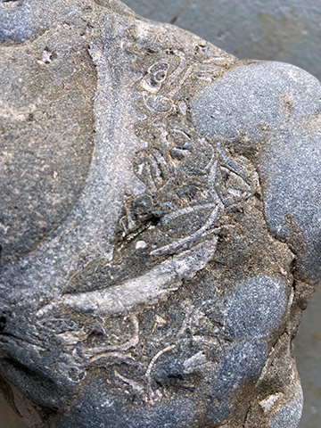 Topanga State Beach, California - Fossil ID - The Fossil Forum