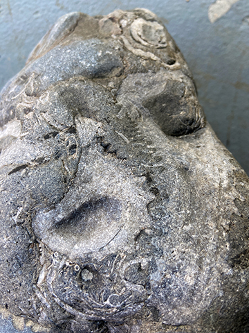 Topanga State Beach, California - Fossil ID - The Fossil Forum