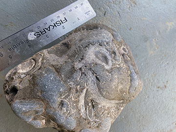 Topanga State Beach, California - Fossil ID - The Fossil Forum