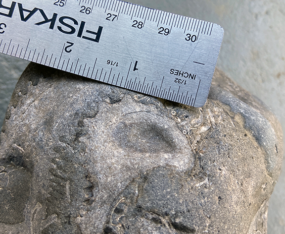 Topanga State Beach, California - Fossil ID - The Fossil Forum