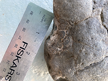 Topanga State Beach, California - Fossil ID - The Fossil Forum