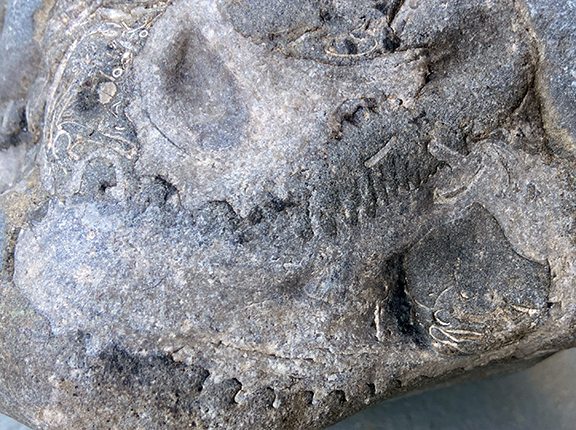 Topanga State Beach, California - Fossil ID - The Fossil Forum
