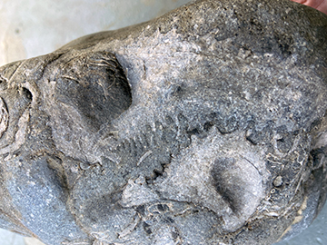 Topanga State Beach, California - Fossil ID - The Fossil Forum