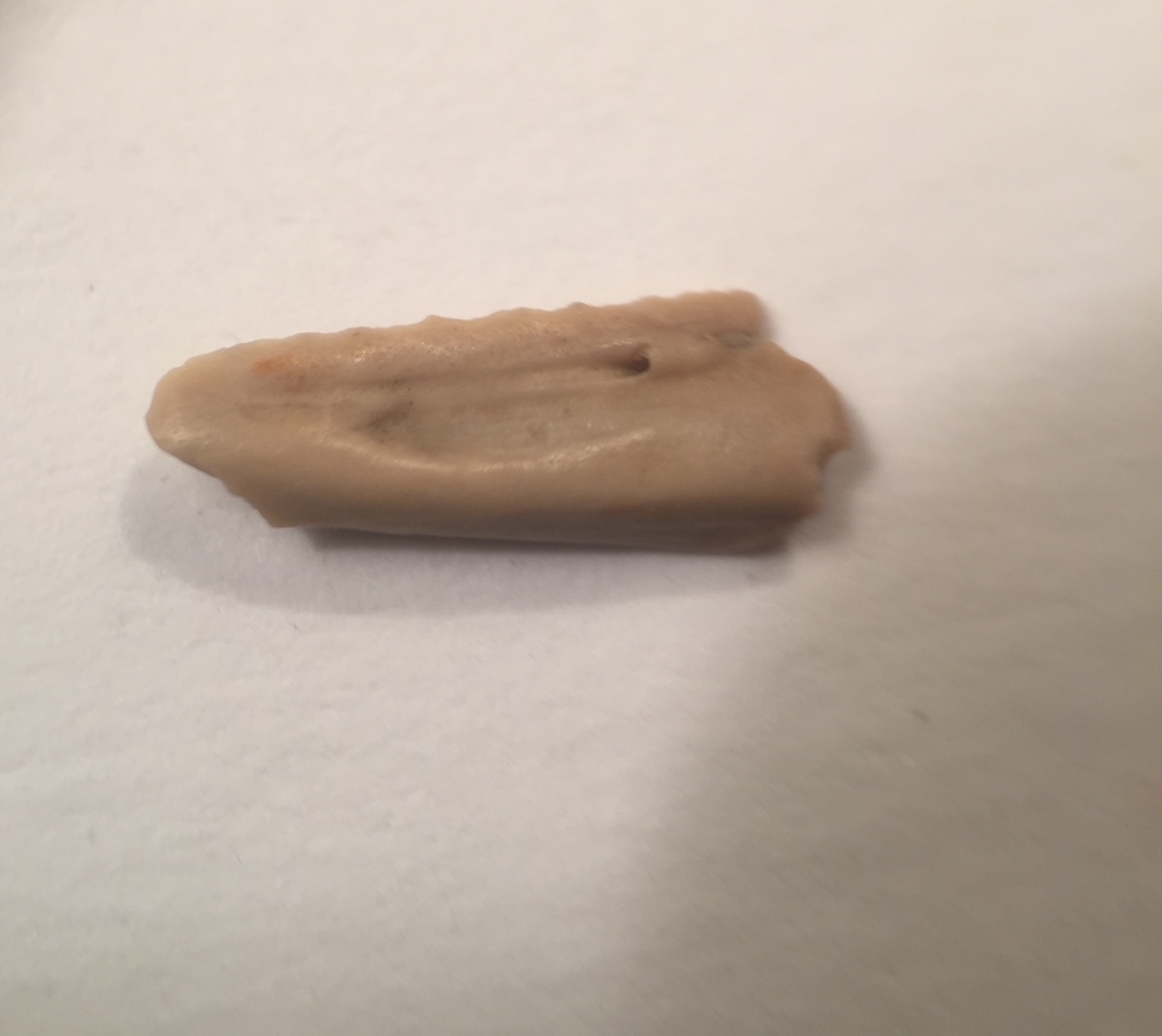 Amphibian (Scapherpeton) jaw section? - Fossil ID - The Fossil Forum