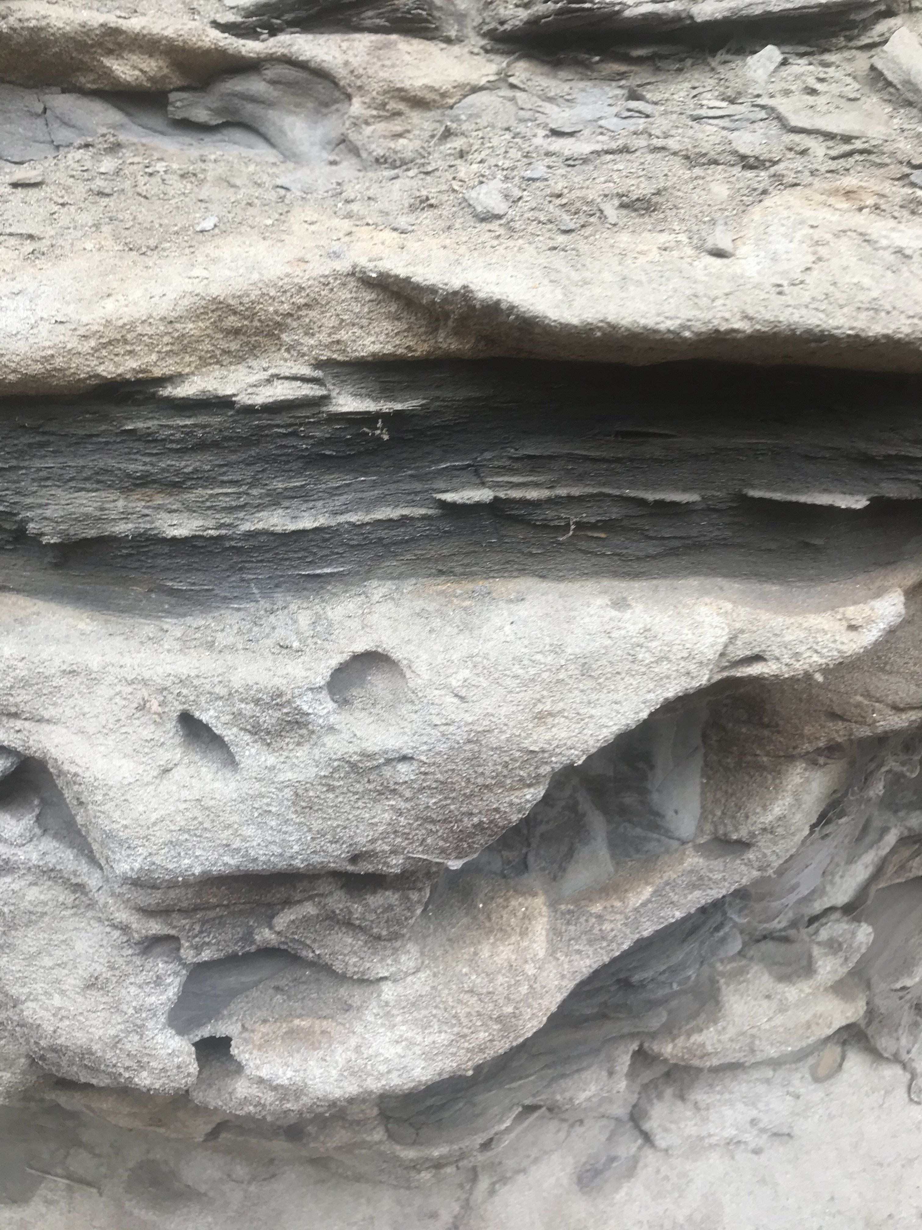 Carboniferous Plant Hunt! - Fossil Hunting Trips - The Fossil Forum